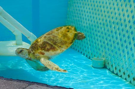 Marriott Singer Island: Why It’s The Best Palm Beach Resort for Families